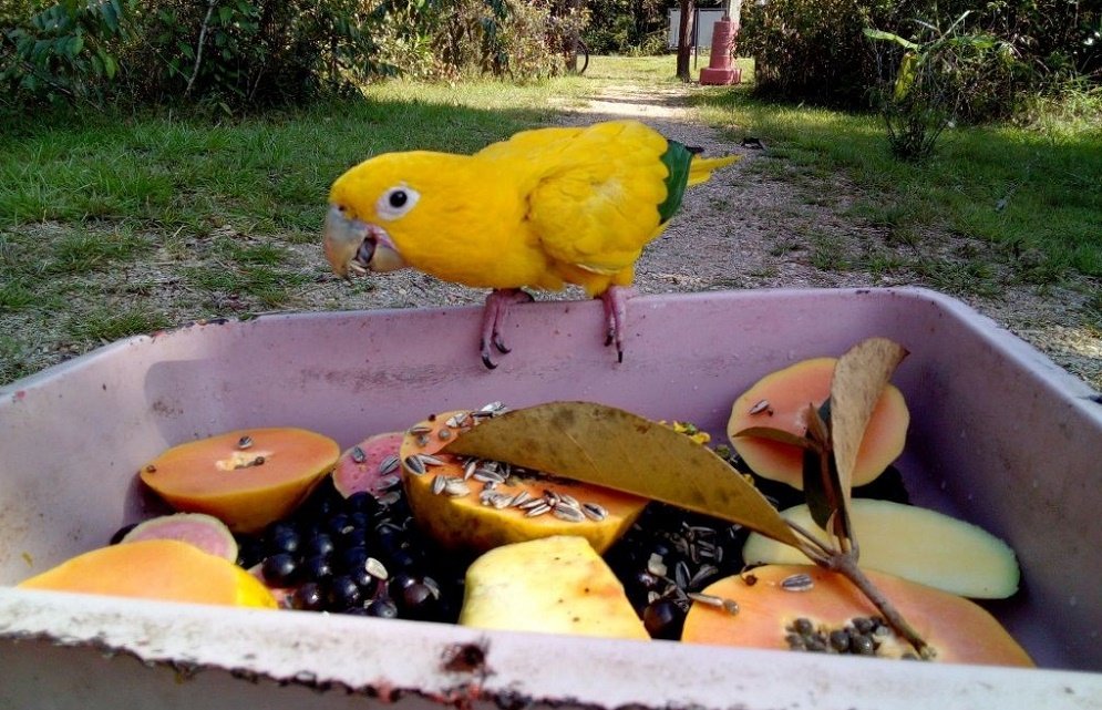 Ararajubas: aves endêmicas da região amazônica que estão ameaçadas de ...