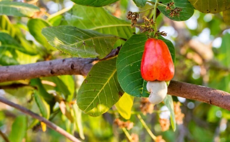 Como plantar caju orgânico? - Jornal Fatos e Notícias