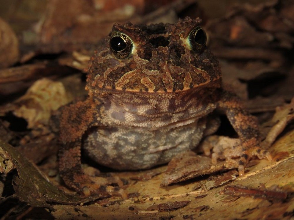 Nova espécie de sapo é encontrada no Sul da Amazônia, o Sapo Korekore ...