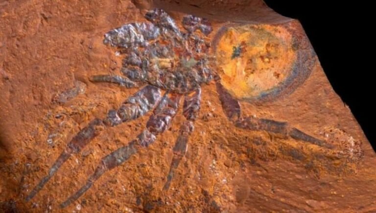 Fóssil de aranha “gigante” com 16 milhões de anos é encontrado na ...